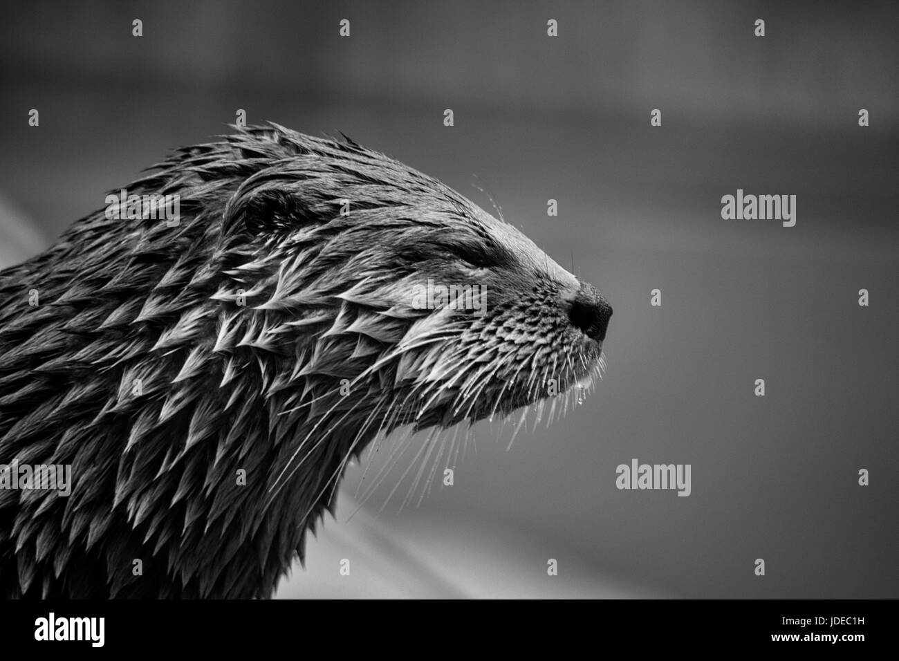 Otter profile Black and White Stock Photos & Images - Alamy
