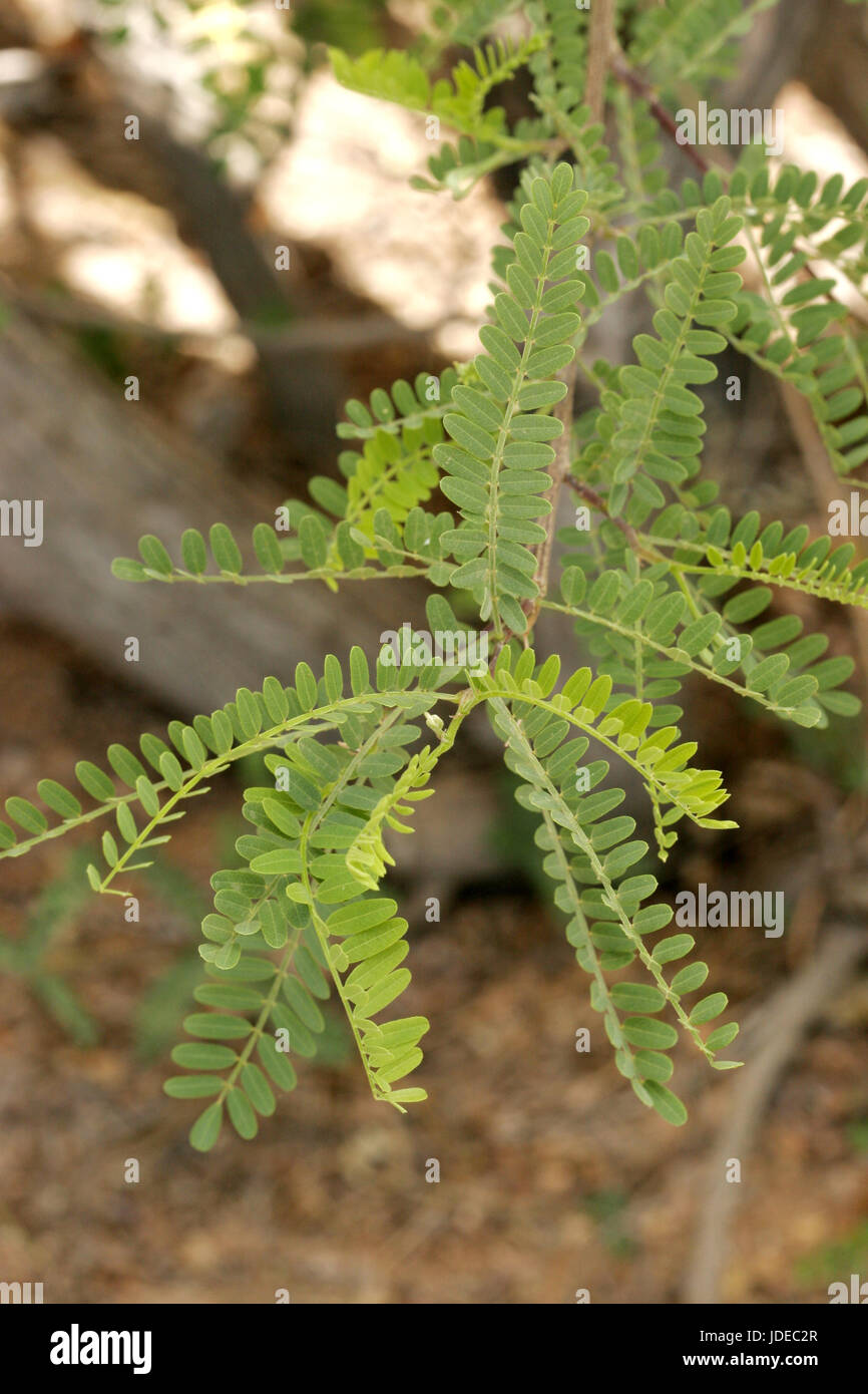 Arizona Kidneywood Eysenhardtia orthocarpa Papilionaceae Stock Photo ...