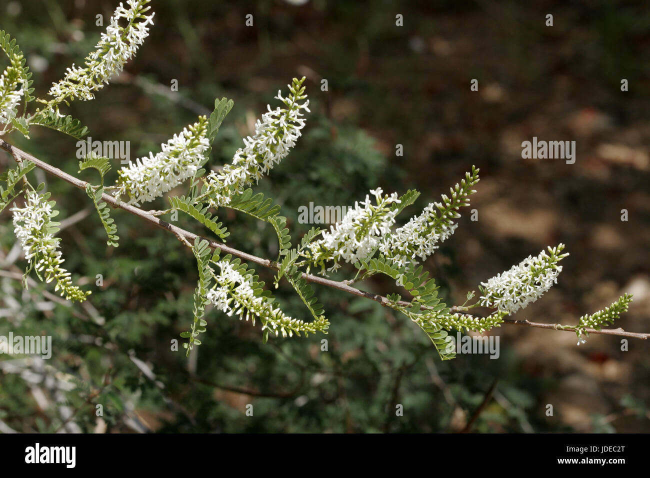 Arizona Kidneywood Eysenhardtia orthocarpa Papilionaceae Stock Photo ...