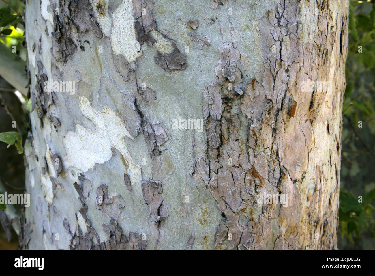 Sycamore tree roots hi-res stock photography and images - Alamy