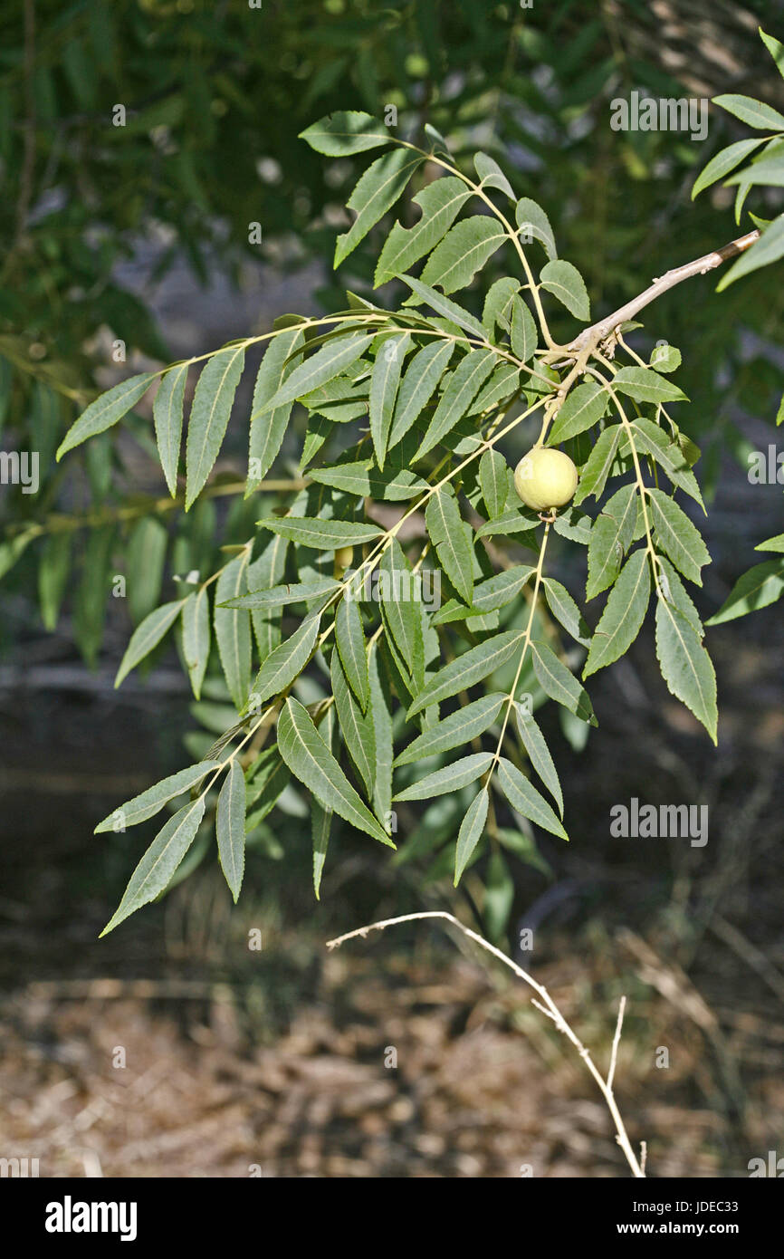Arizona black walnut hi-res stock photography and images - Alamy