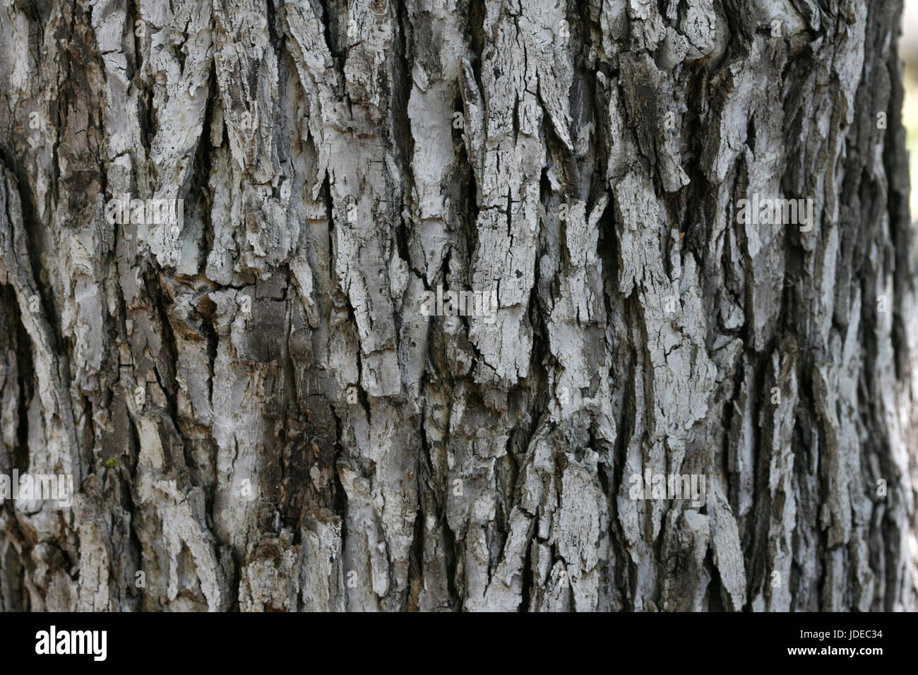 Black walnut tree roots hi-res stock photography and images - Alamy