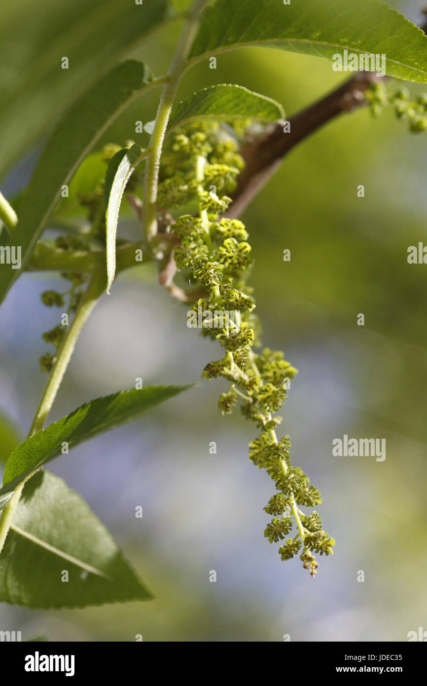 Black walnut tree roots hi-res stock photography and images - Alamy