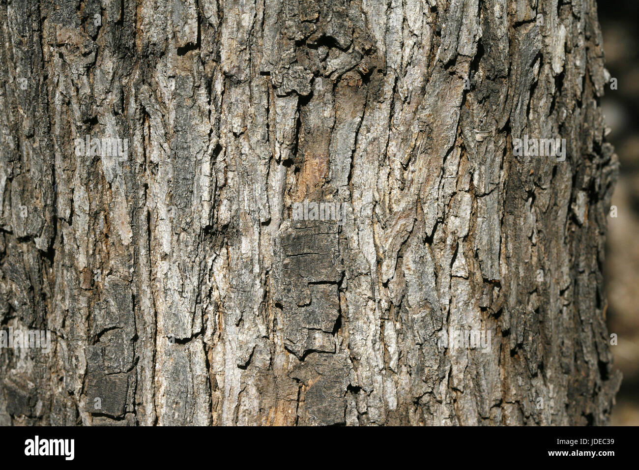 Arizona White Oak Quercus arizonica Santa Rita Mountains, Arizona ...