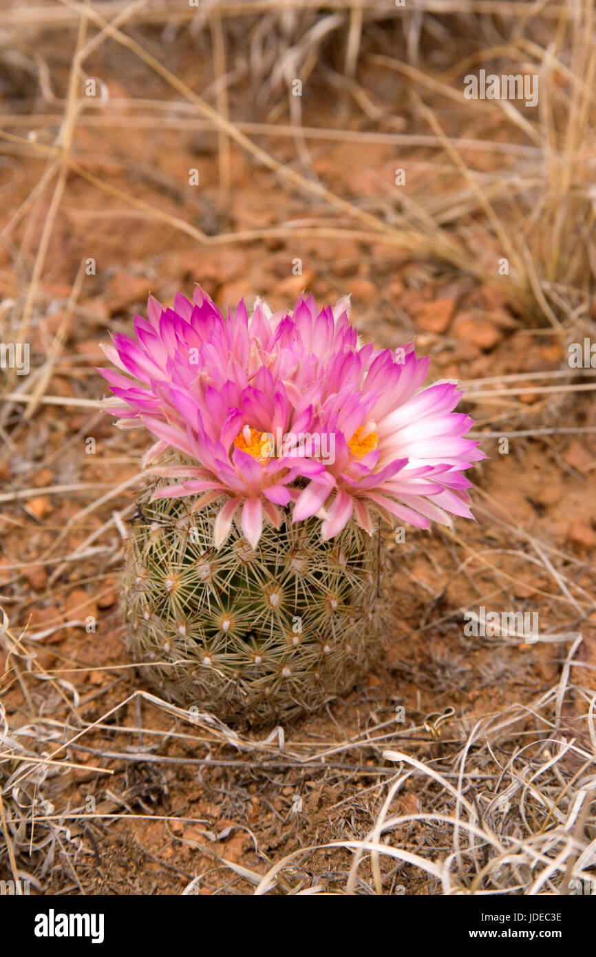 Beehive Cactus Escobaria vivipara Flowers Cactaceae Also know as ...