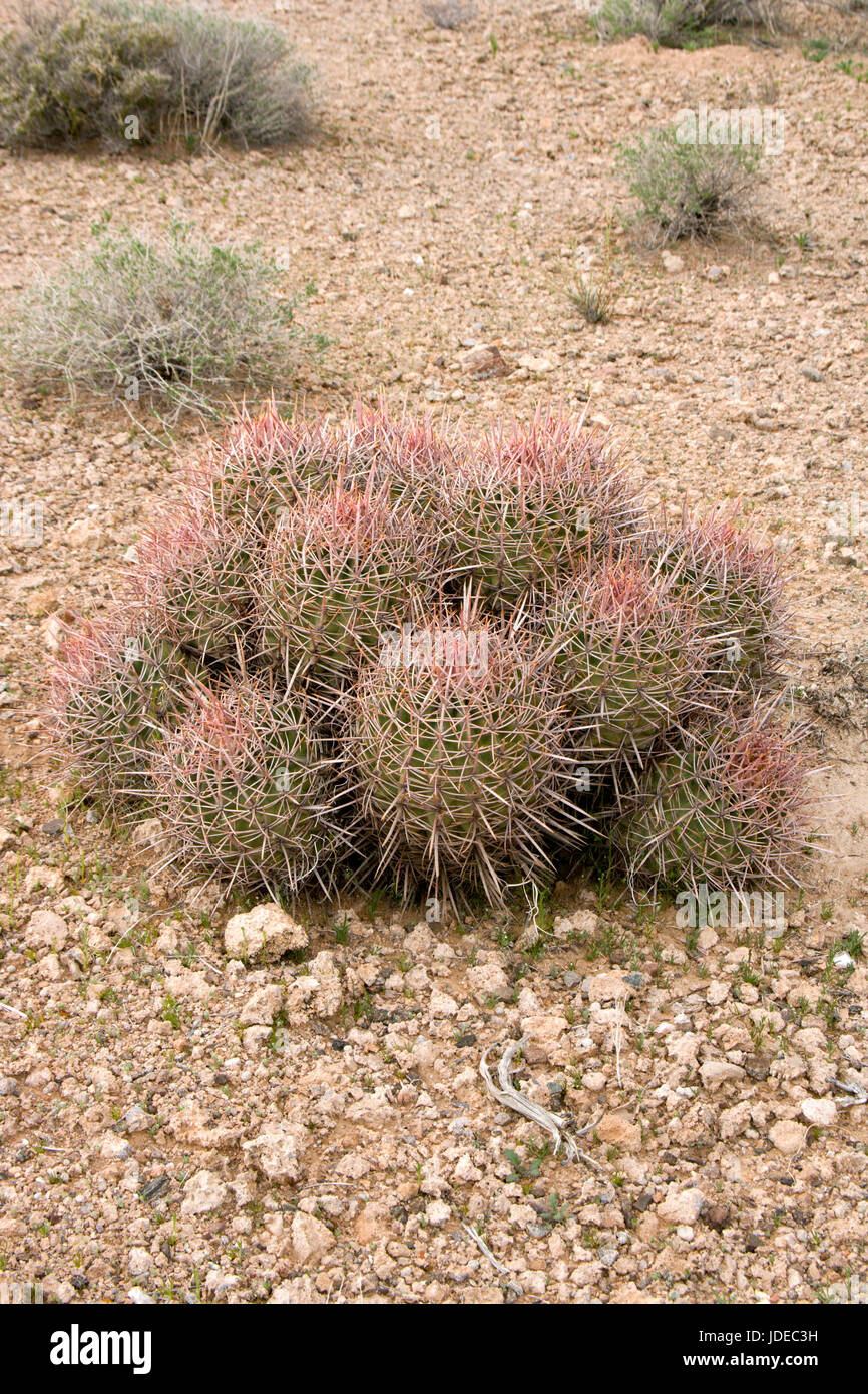 Echinocactus polycephalus, Many-headed Barrel Lake Mead Recreation Area ...
