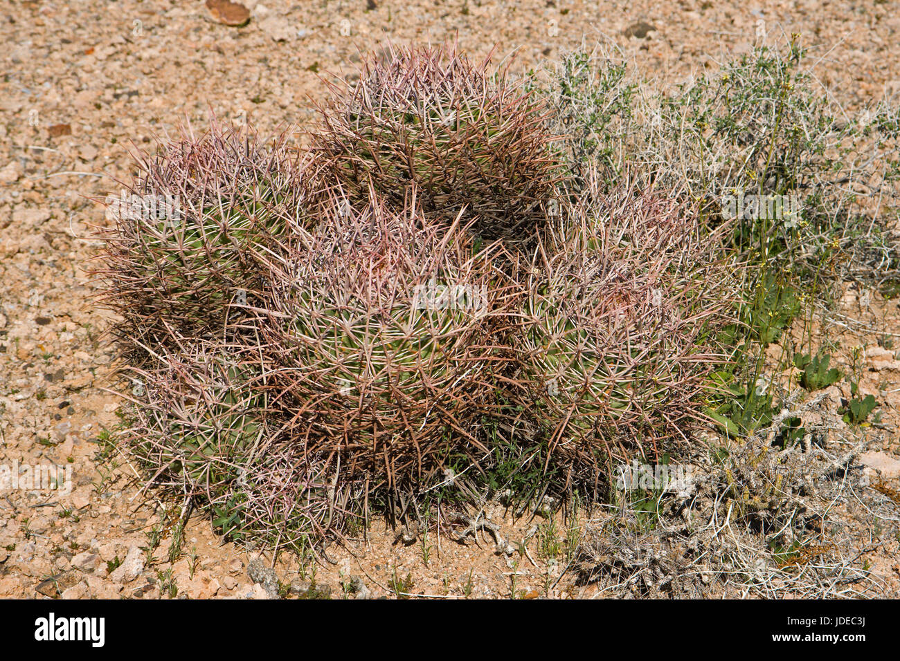 Echinocactus polycephalus, Many-headed Barrel Lake Mead Recreation Area ...