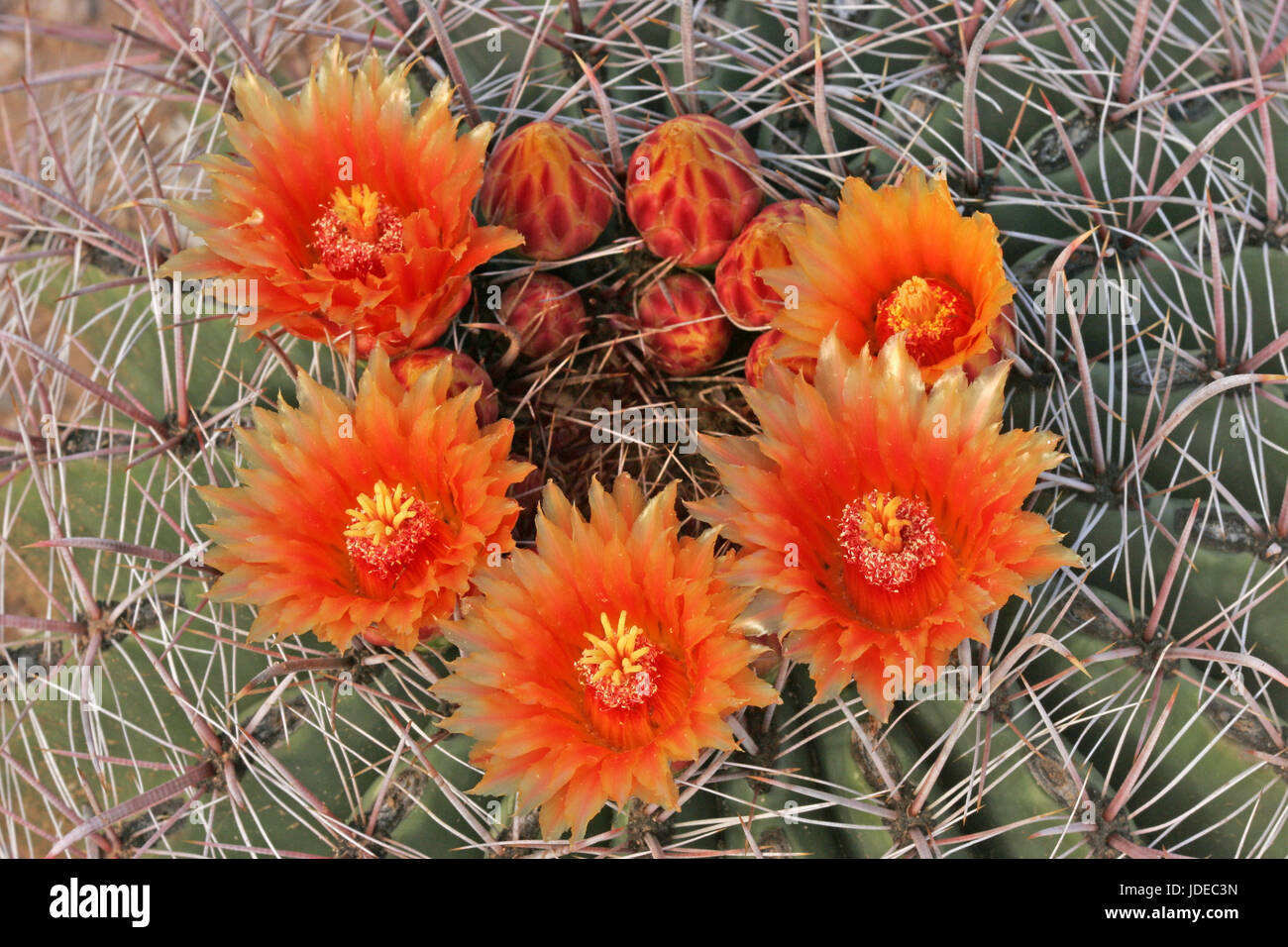 Fishhook Barrel Ferocactus wislizeni Tucson, Arizona, United States ...