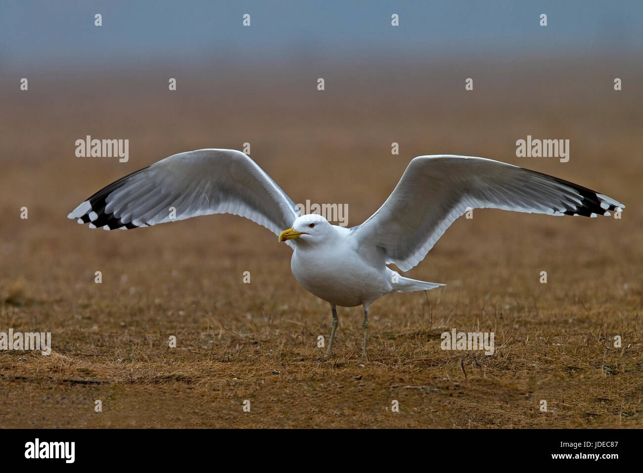 Caspian Gull High Resolution Stock Photography and Images - Alamy