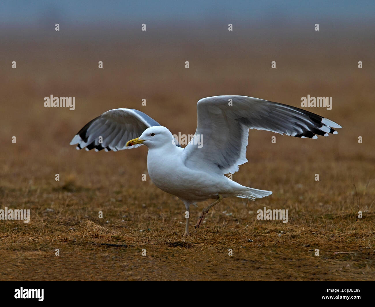 Caspian gull landing Stock Photo - Alamy