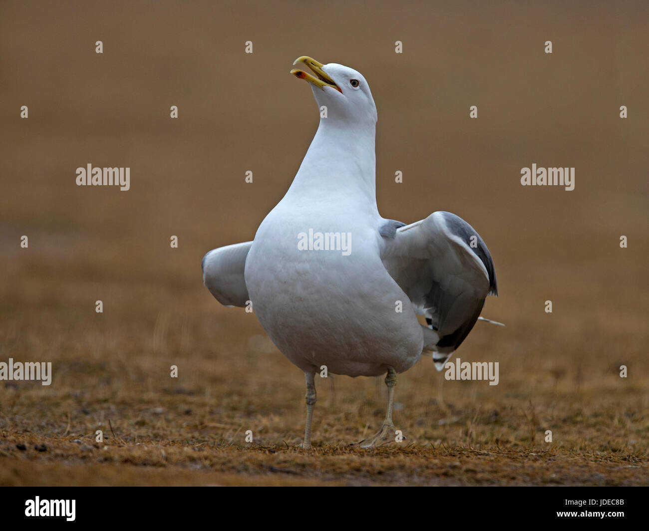 Caspian gull standing Stock Photo - Alamy