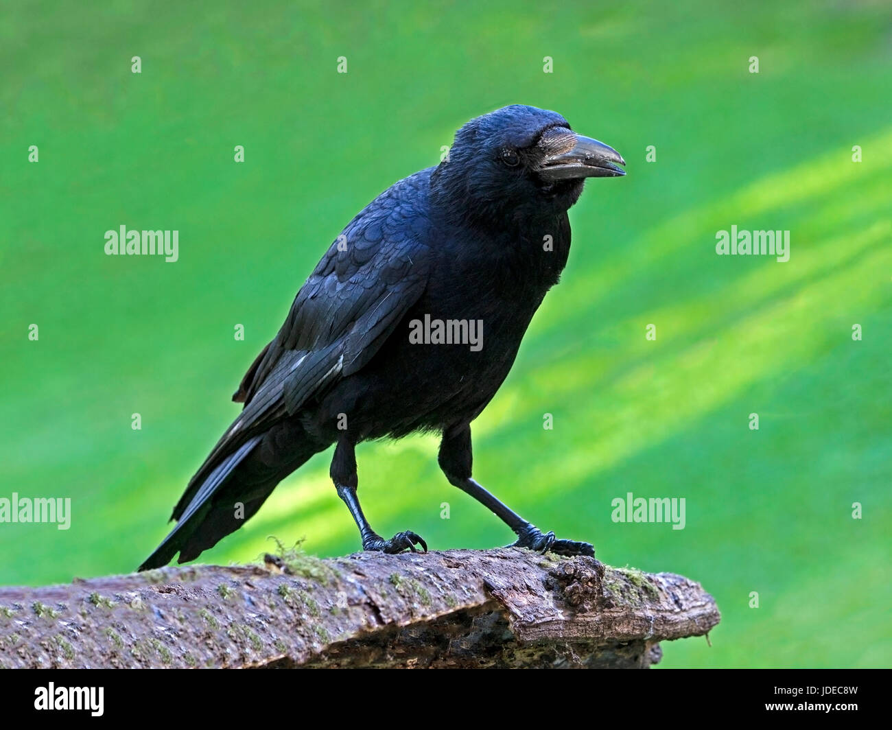 Perched on carrion hi-res stock photography and images - Alamy