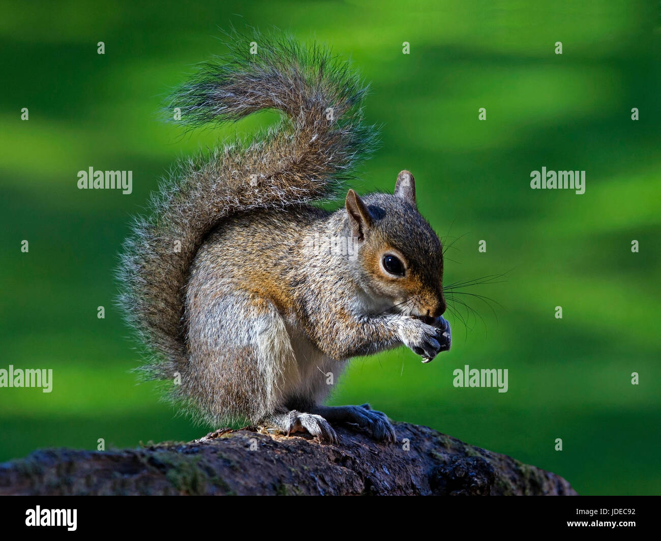 Tail Raised Squirrel High Resolution Stock Photography and Images - Alamy
