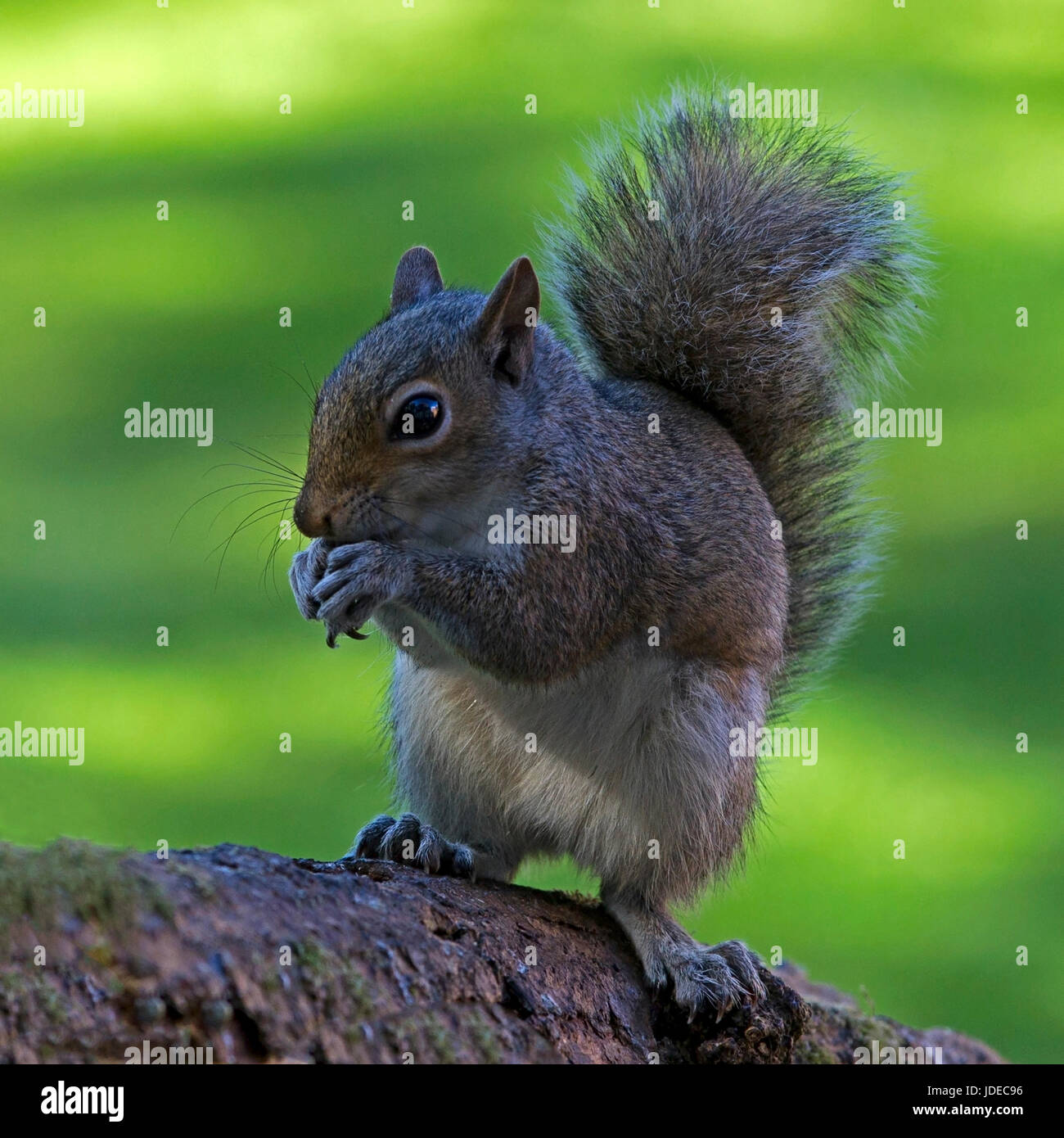 Mammals tail hi-res stock photography and images - Alamy