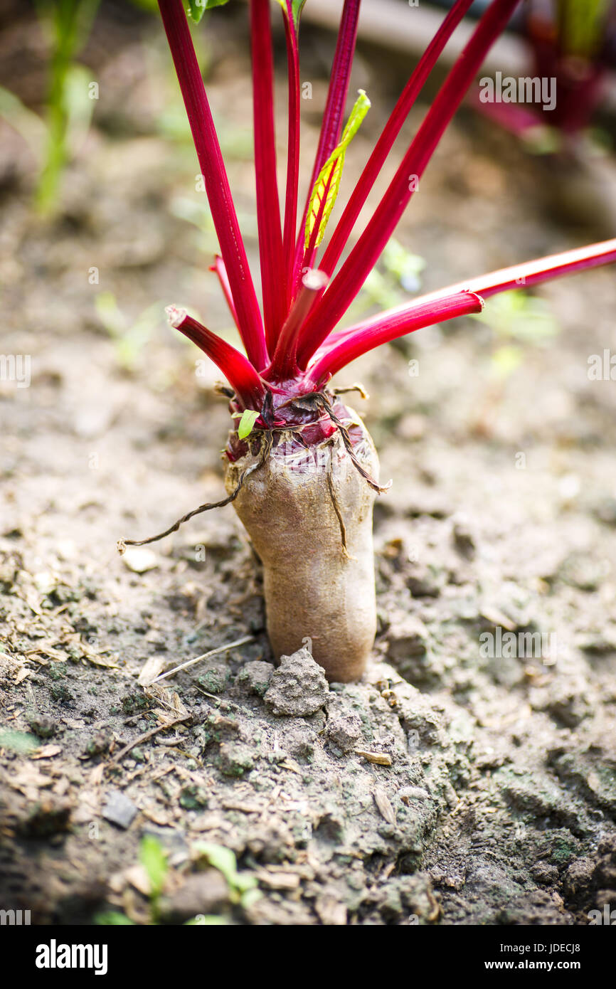 Beet growing in soil Stock Photo - Alamy