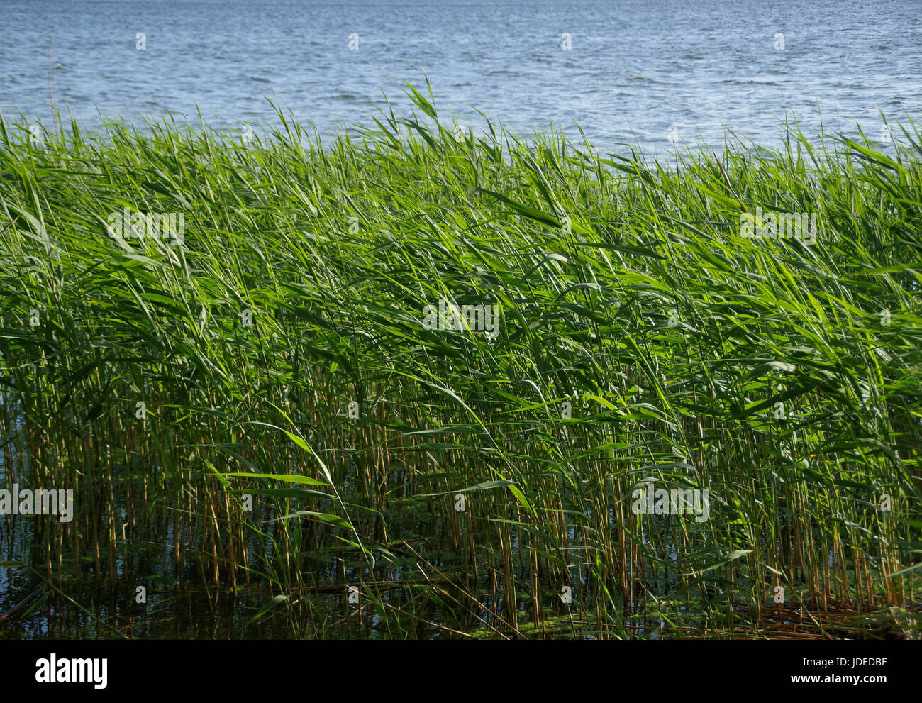 Cane reed hi-res stock photography and images - Alamy