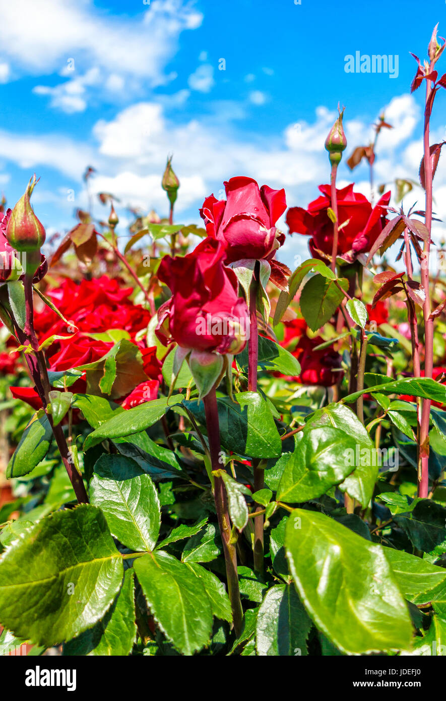 Tall purple-red noble roses with buds in a rose garden Stock Photo - Alamy