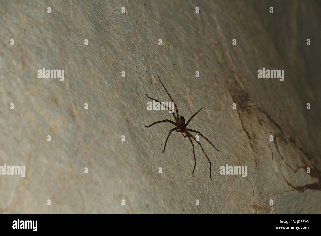 Giant cave spider hi-res stock photography and images - Alamy