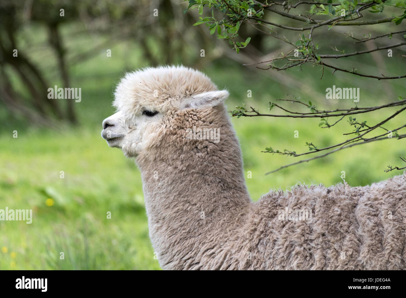 An alpaca sheltering under a tree Stock Photo - Alamy