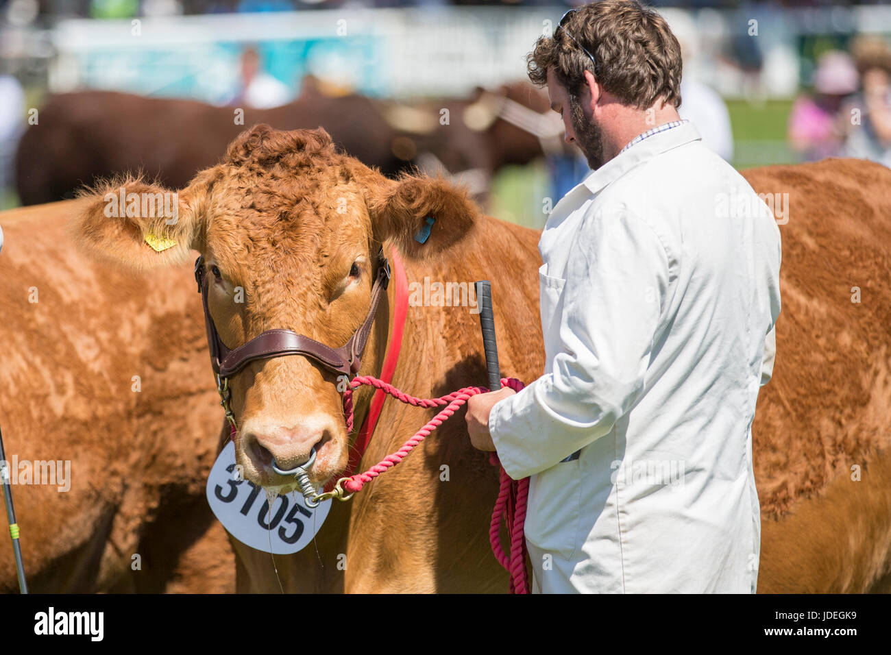 A bull is exhibited during the Royal Welsh Show 2016 at the Royal Welsh ...