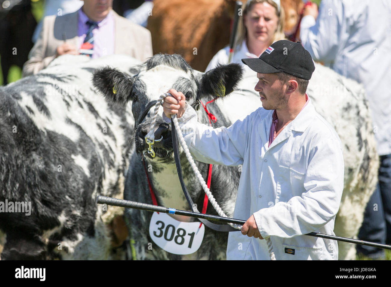 A bull is exhibited during the Royal Welsh Show 2016 at the Royal Welsh ...
