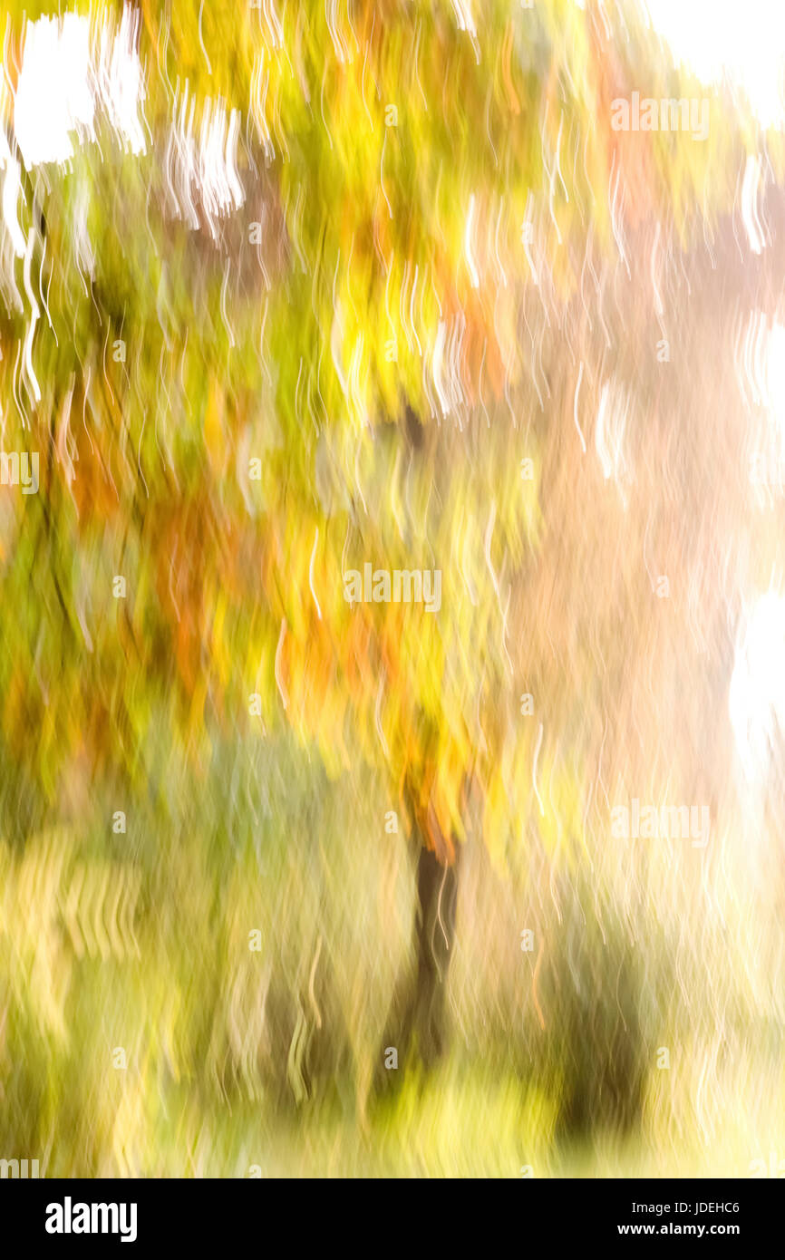 Motion blurred trees in a forest Stock Photo - Alamy
