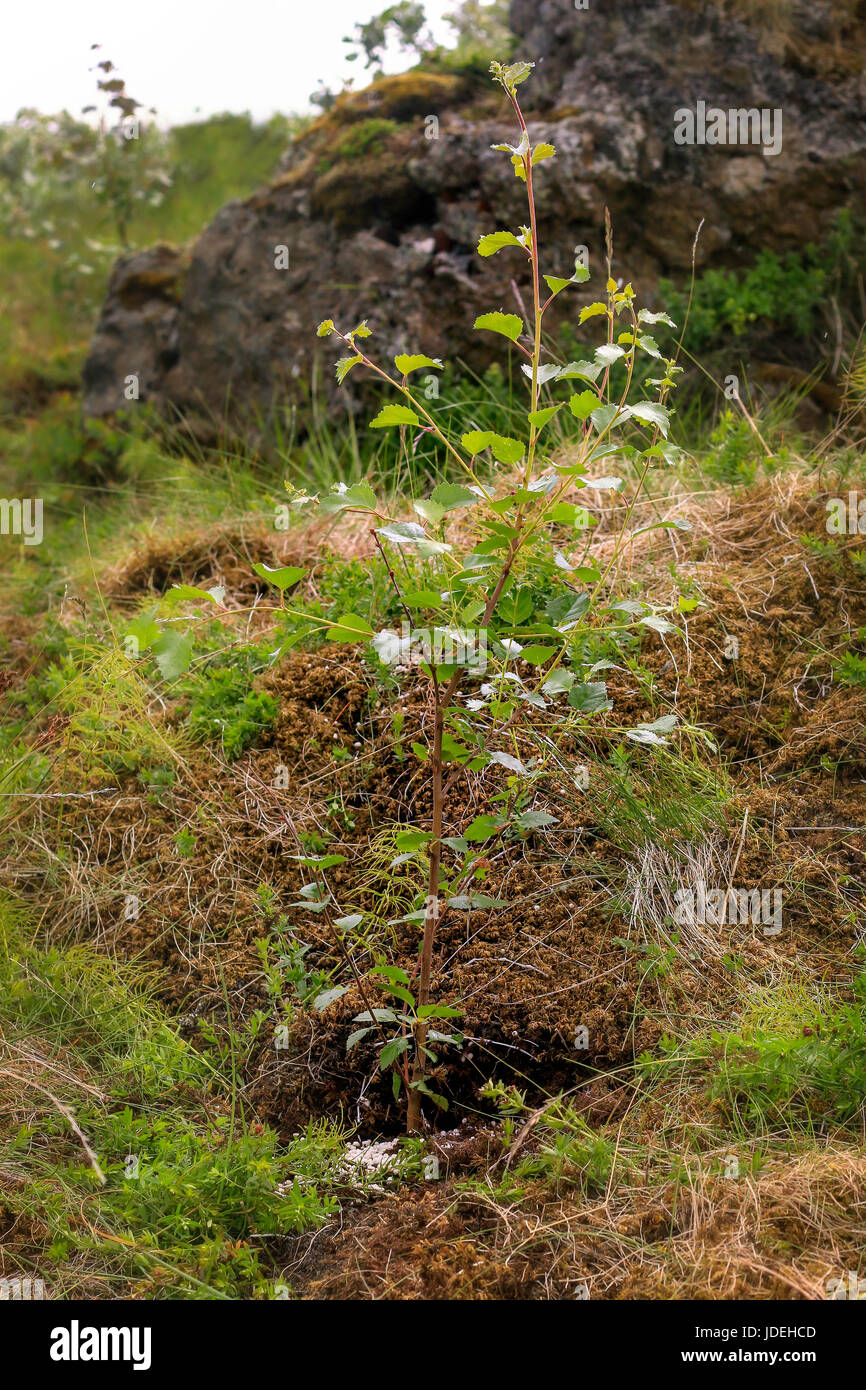 Birch sapling hi-res stock photography and images - Alamy