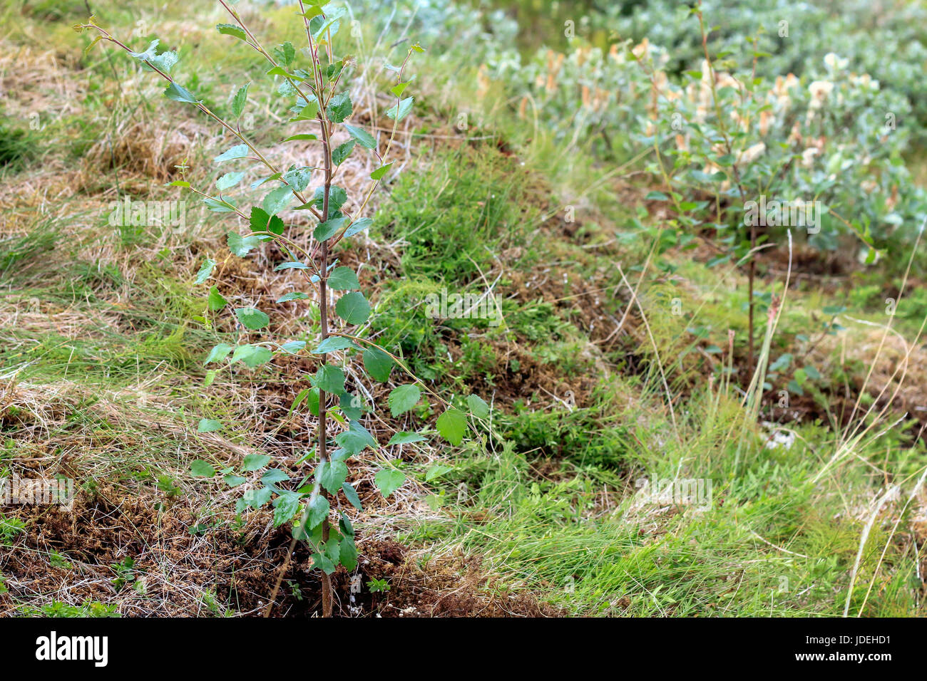 Tree sapling leaves hi-res stock photography and images - Alamy