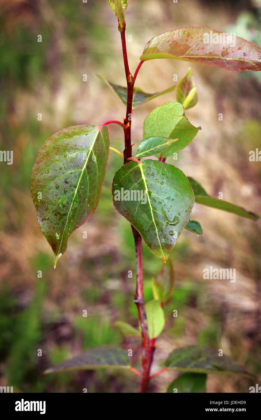 Black Cottonwood Tree Sapling Stock Photo - Alamy