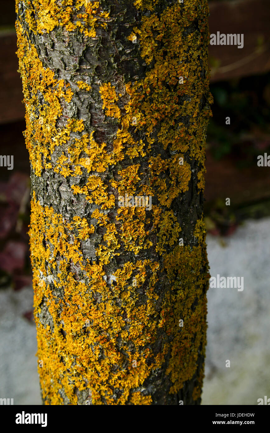 Orange Lichen on a tree trunk Stock Photo - Alamy
