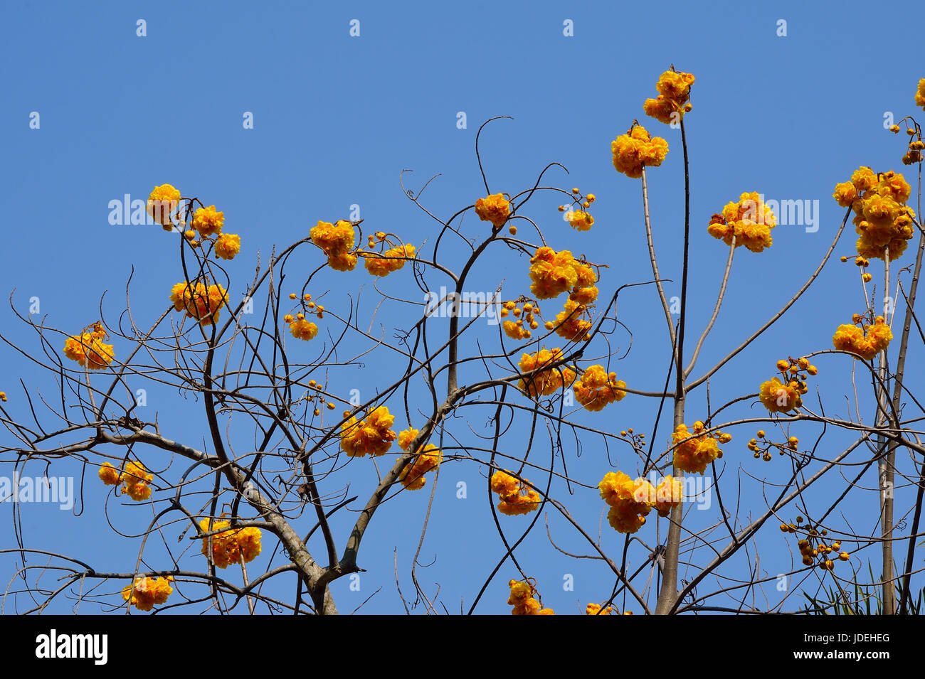 Torchwood tree hi-res stock photography and images - Alamy