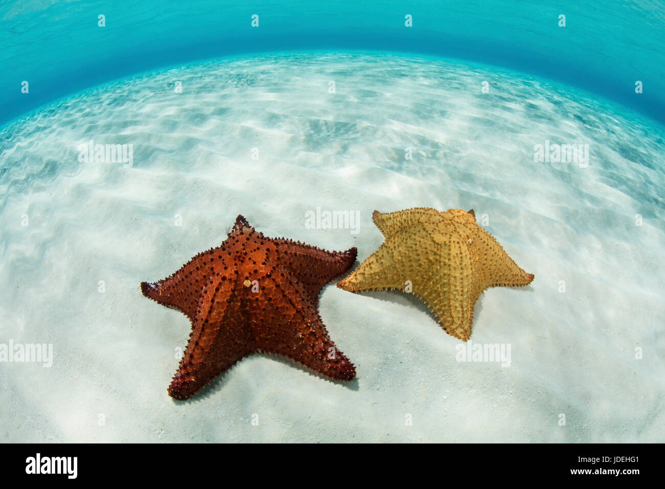 Red Cushion Starfish in Lagoon, Oreaster reticulatus, Turneffe Atoll ...