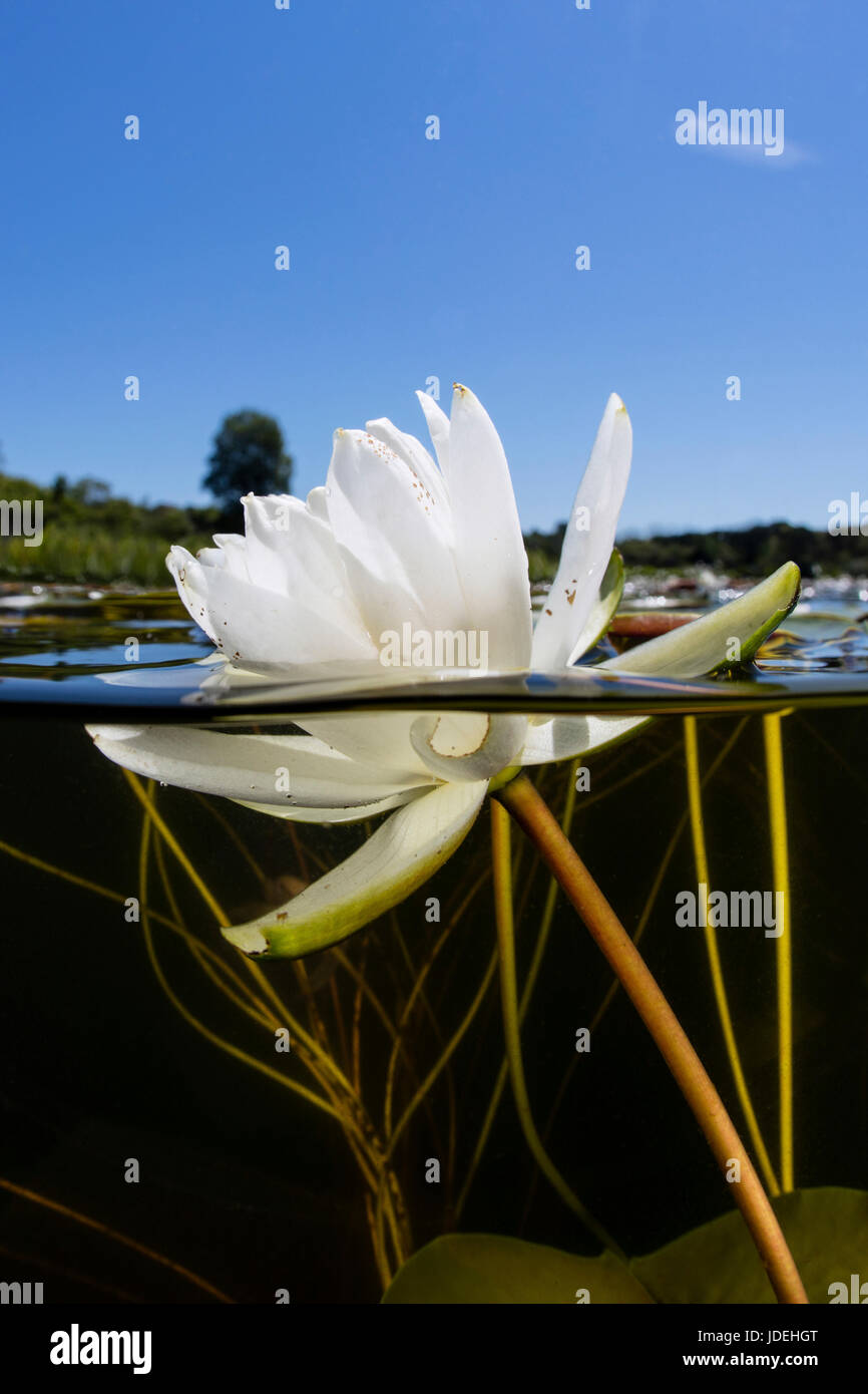 United states massachusetts n hi-res stock photography and images - Alamy