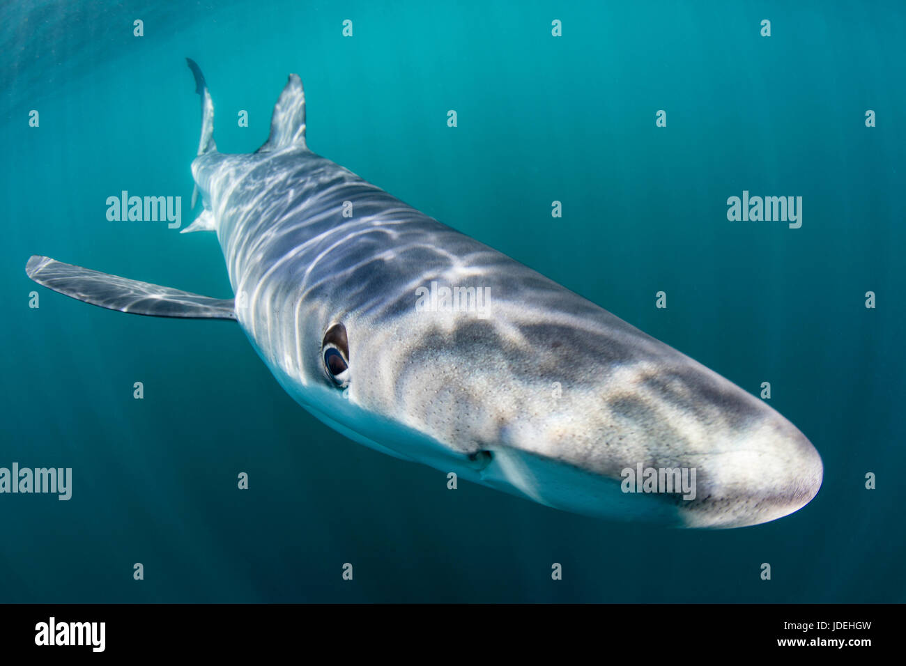 Blue Shark, Prionace glauca, Massachusetts, Cape Cod, USA Stock Photo ...