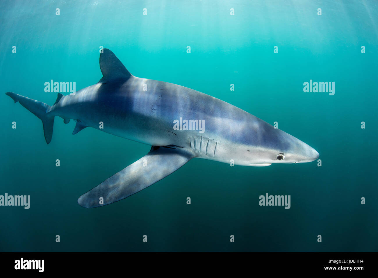 Blue Shark, Prionace glauca, Massachusetts, Cape Cod, USA Stock Photo ...