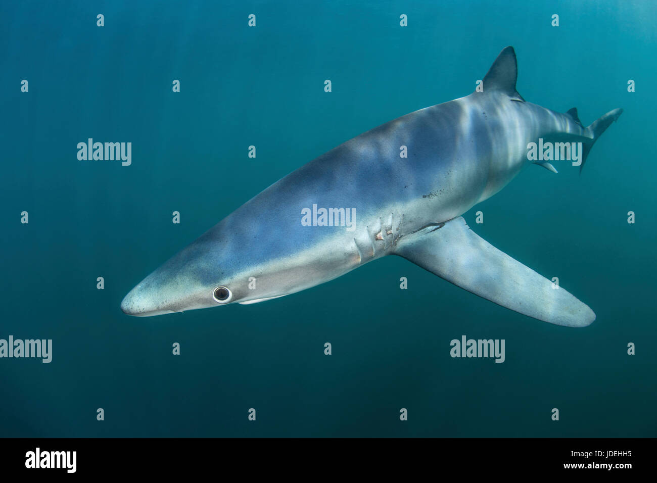 Blue Shark, Prionace glauca, Massachusetts, Cape Cod, USA Stock Photo ...