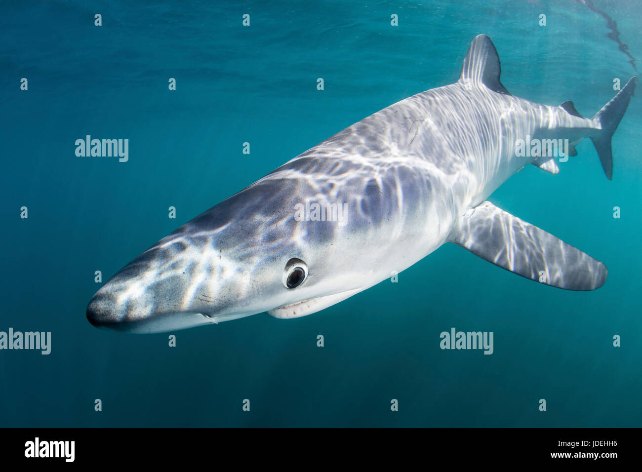 Blue Shark, Prionace glauca, Massachusetts, Cape Cod, USA Stock Photo ...