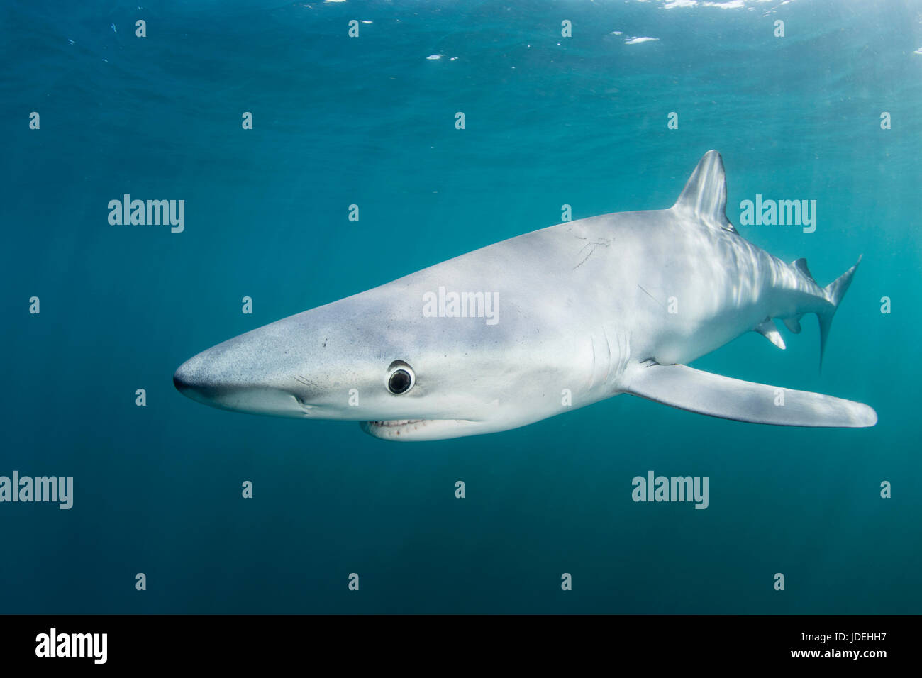 Blue Shark, Prionace glauca, Massachusetts, Cape Cod, USA Stock Photo ...