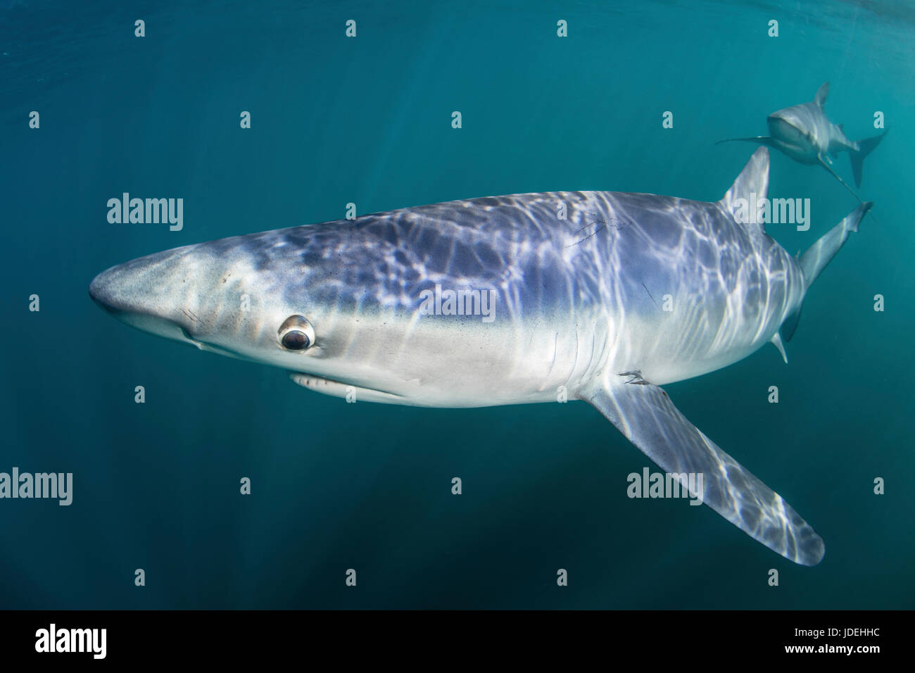 Blue Shark, Prionace glauca, Massachusetts, Cape Cod, USA Stock Photo ...