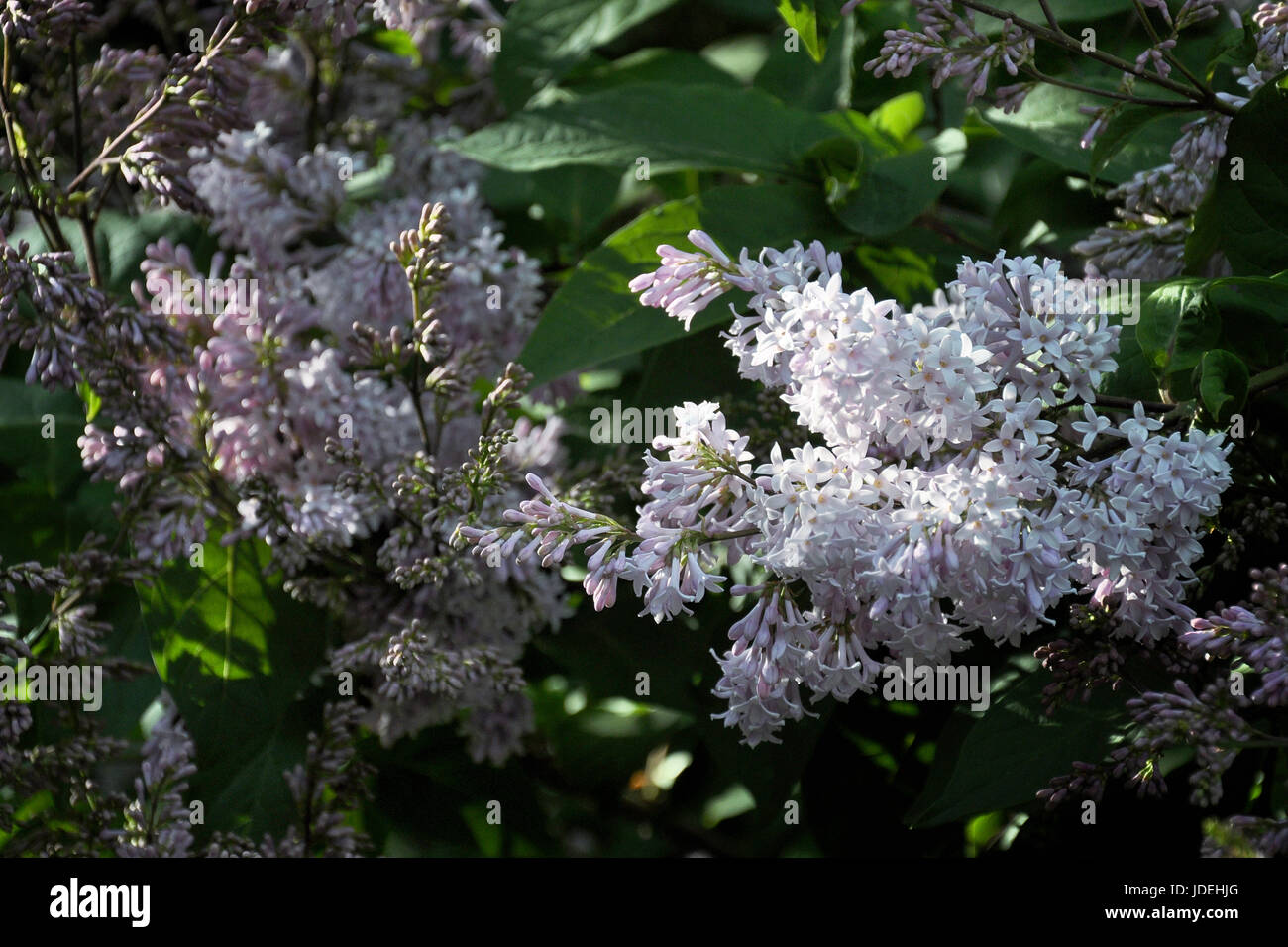 Bush of lilac, close-up Stock Photo - Alamy