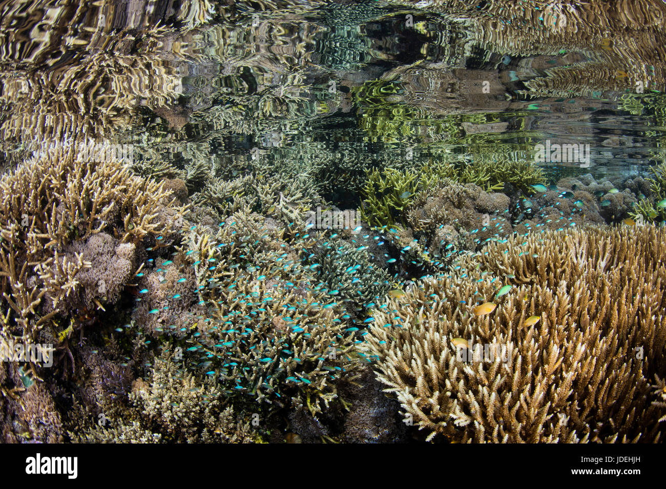 Various Corals growing on Reef Top, Acropora, Komodo National Park ...