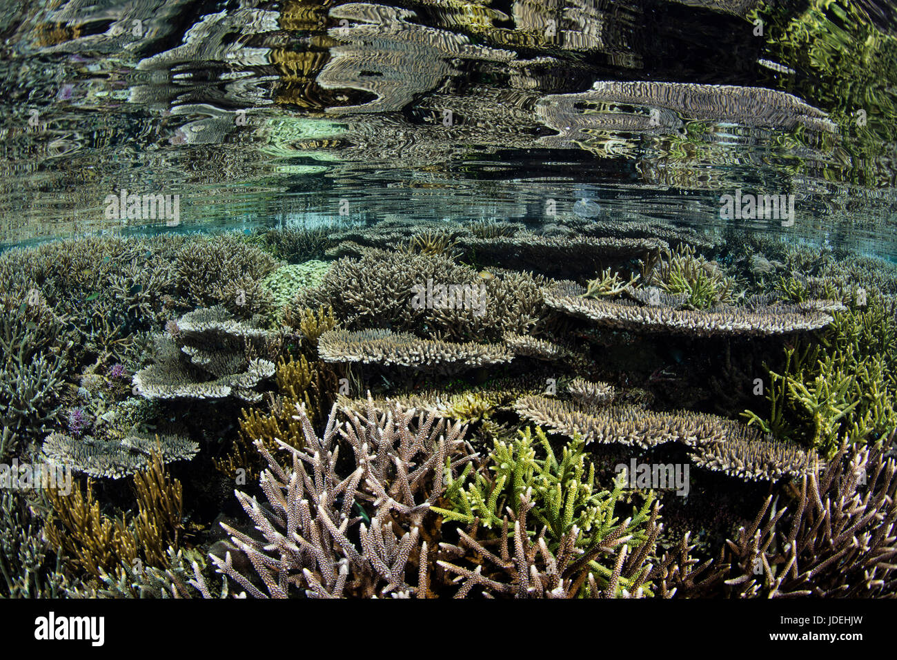 Various Corals growing on Reef Top, Acropora, Komodo National Park ...