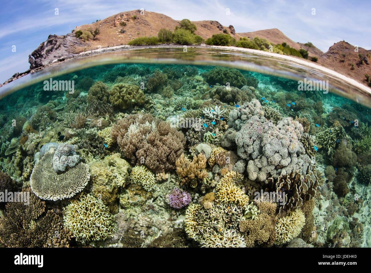 Various Corals growing on Reef Top, Acropora, Komodo National Park ...