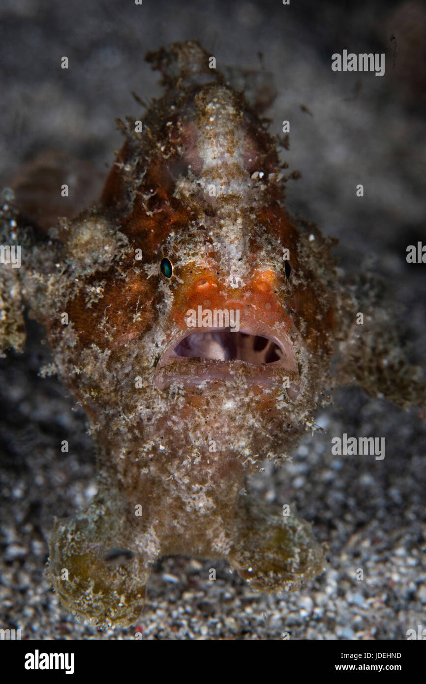 Spotfin anglerfish hi-res stock photography and images - Alamy