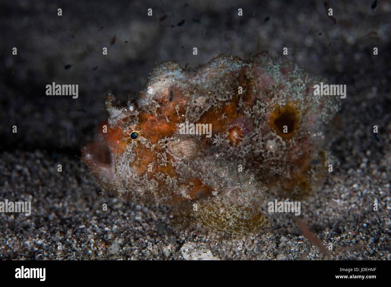 Spotfin Frogfish, Antennarius nummifer, Komodo National Park, Indonesia ...