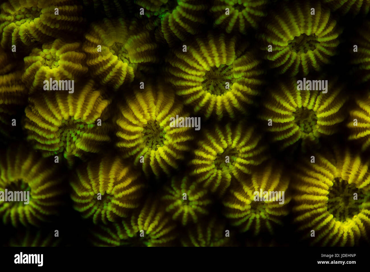 Coral Colony, Diploastrea heliopora, Komodo National Park, Indonesia ...