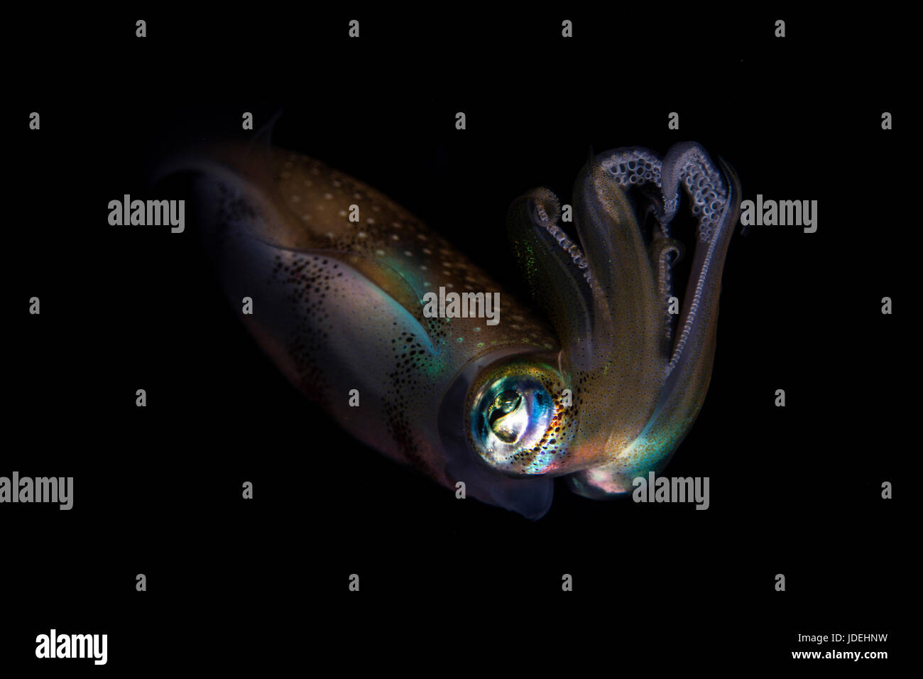 Cephalopoda hi-res stock photography and images - Alamy