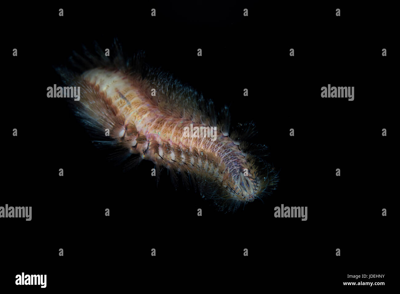 Fire Worm at Night, Chloeia flava, Micronesia, Palau Stock Photo - Alamy