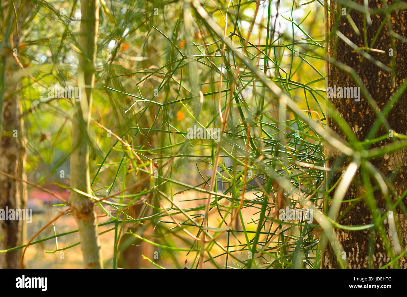 Euphorbia tirucalli (pencil Tree Stock Photo - Alamy