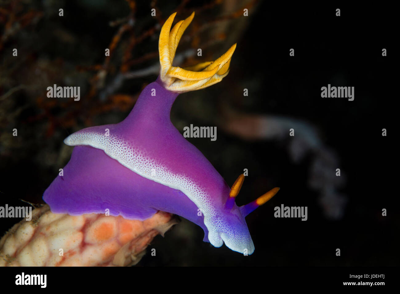 Purple sea slug hypselodoris apolegma hi-res stock photography and ...
